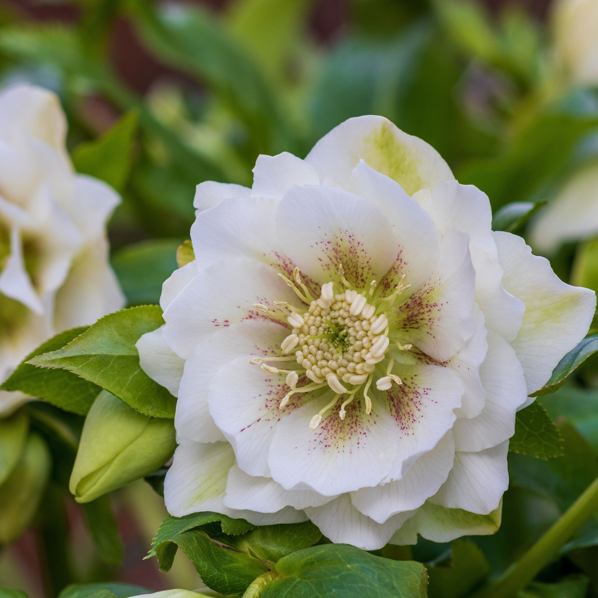 Helleborus