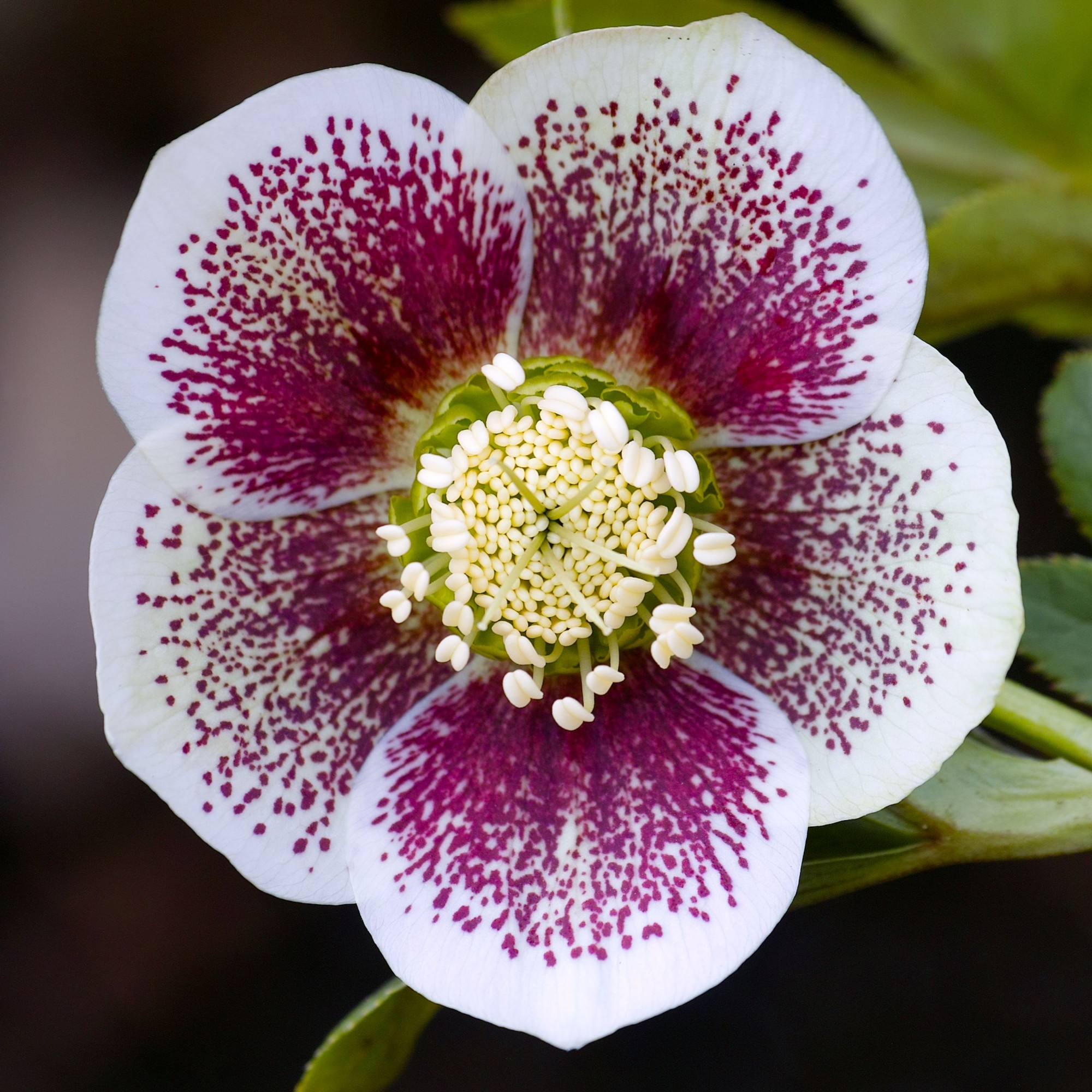 Helleborus