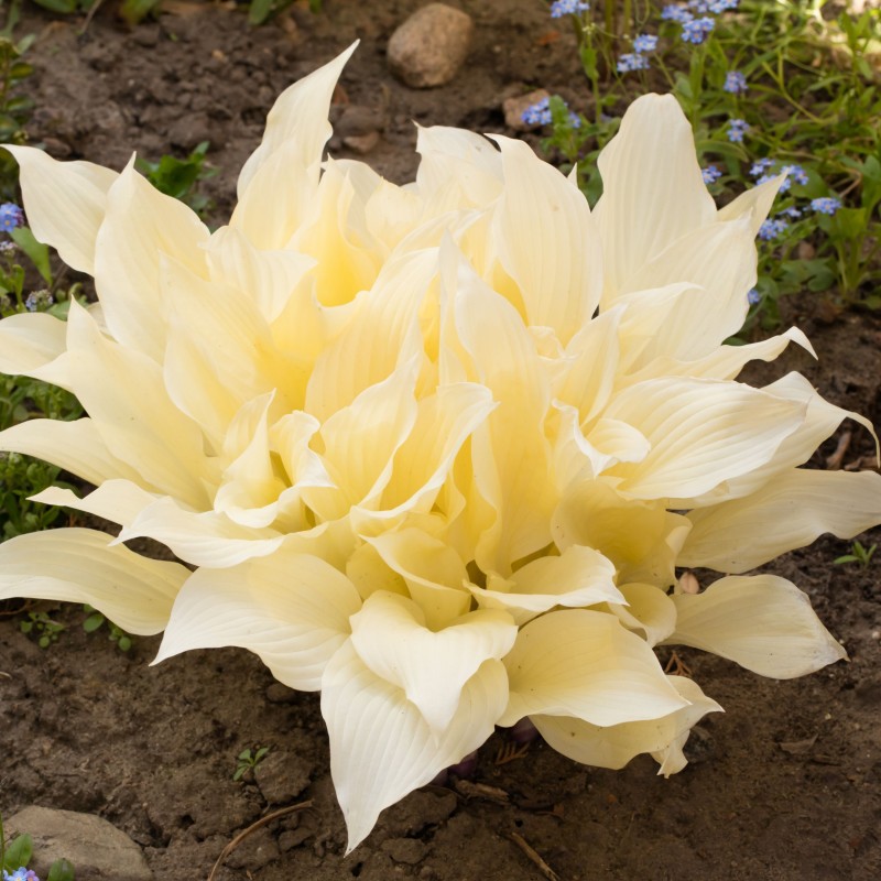 Hosta White Feather