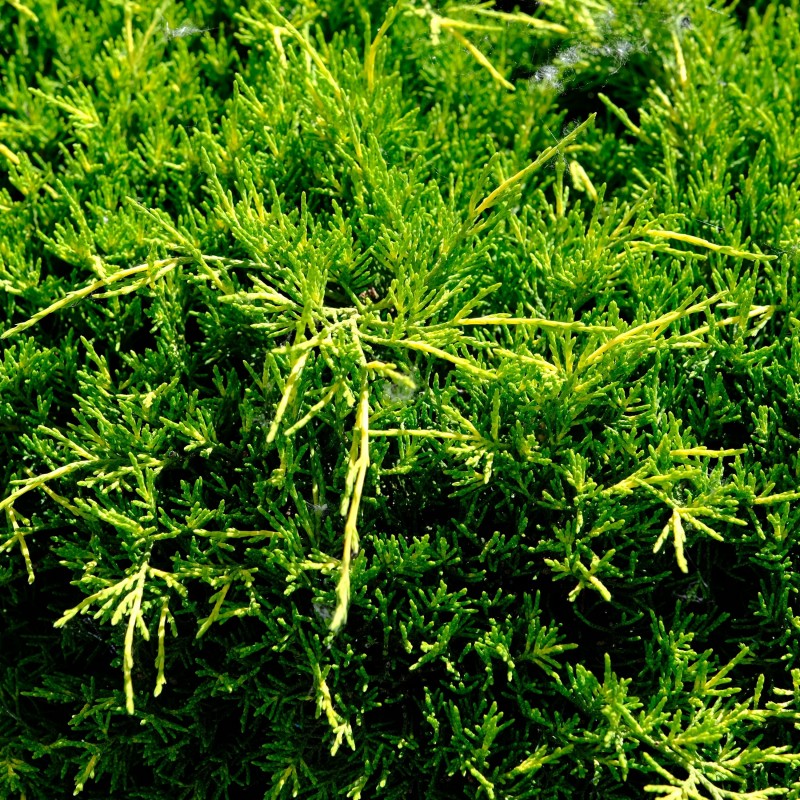 Juniperus horiz.Andorra Compacta