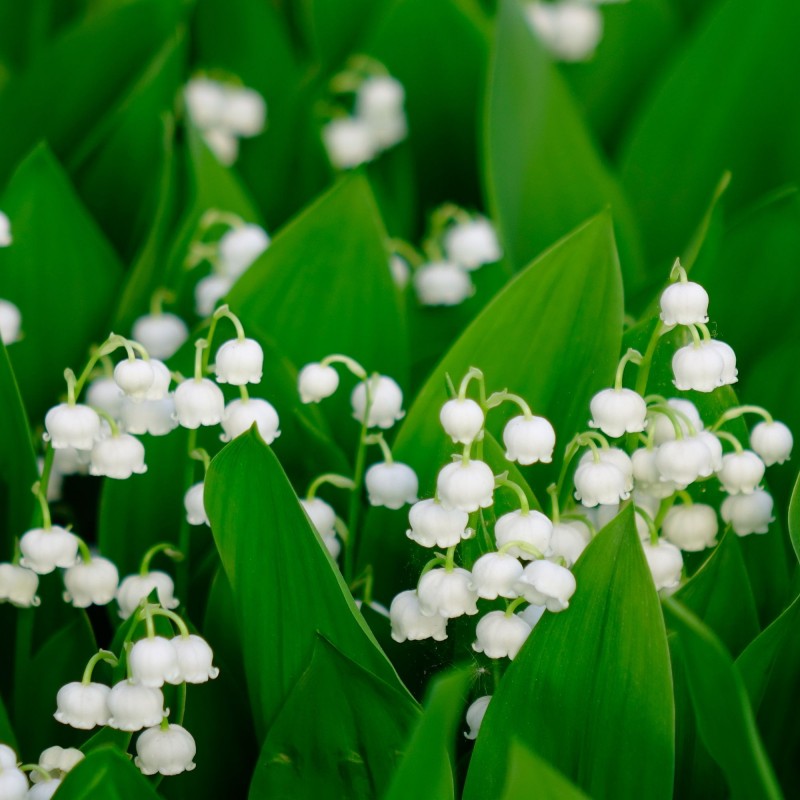 Convallaria lily of the valley