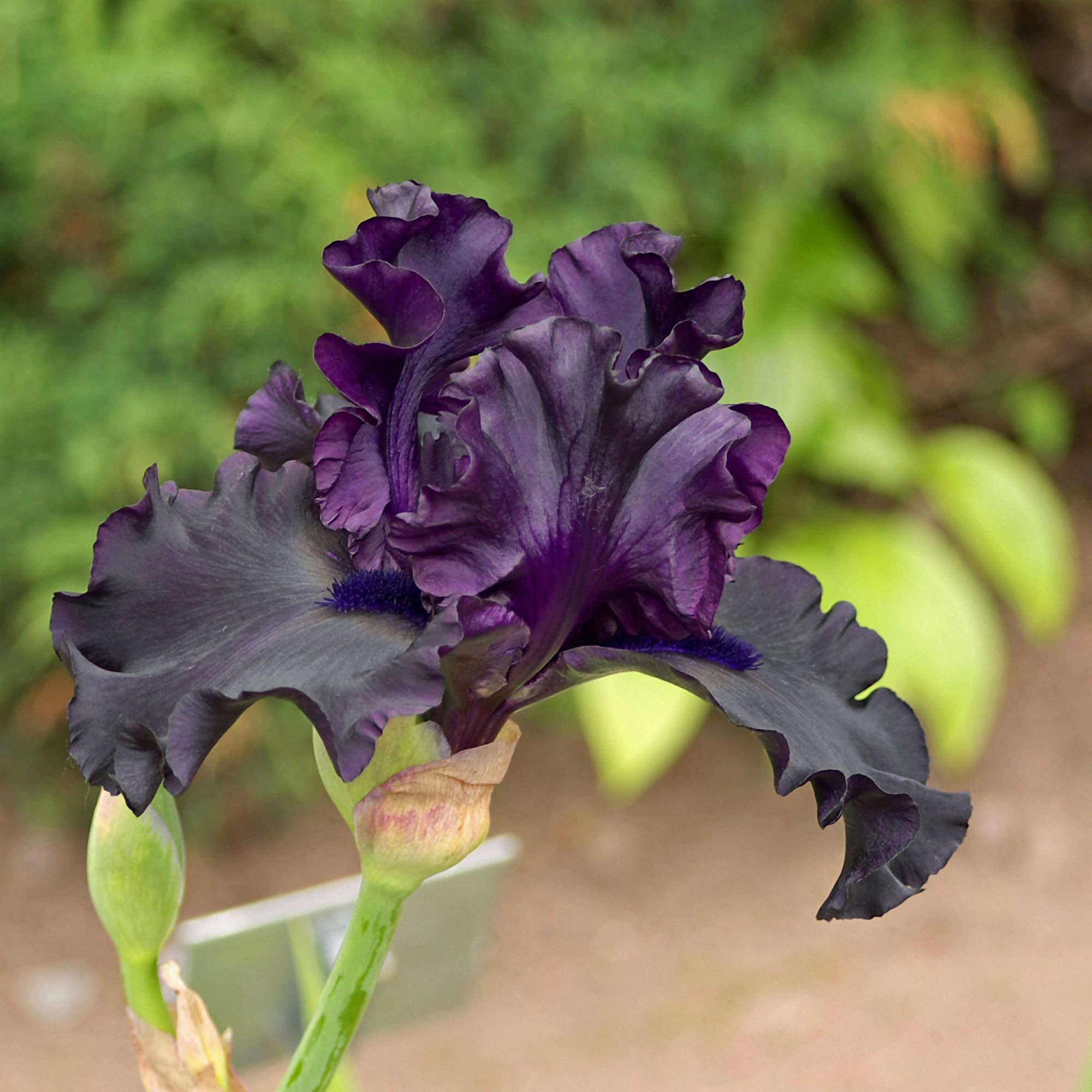 Iris germanica Dragon negru