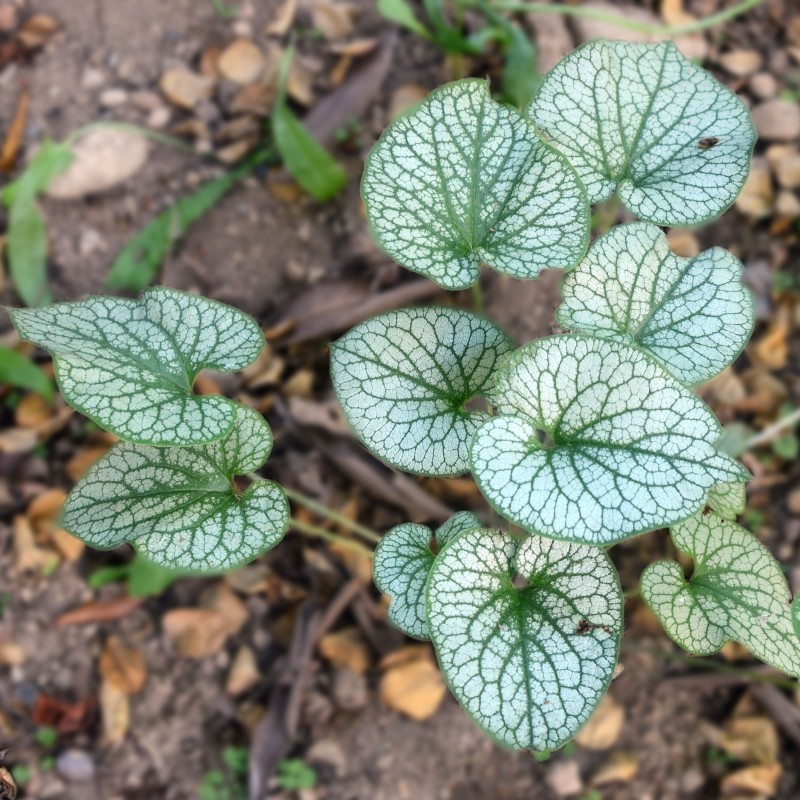 Brunnera Alexandria