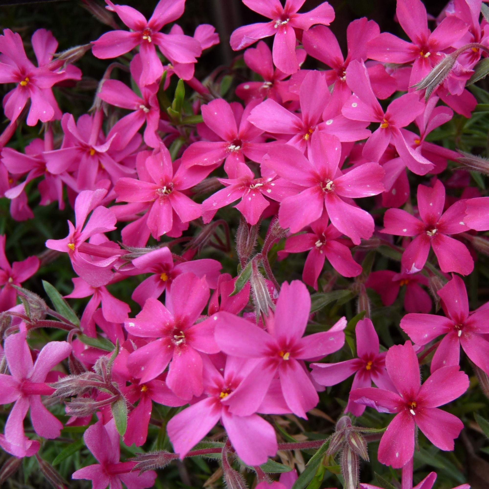 Phlox Scarlet Flame