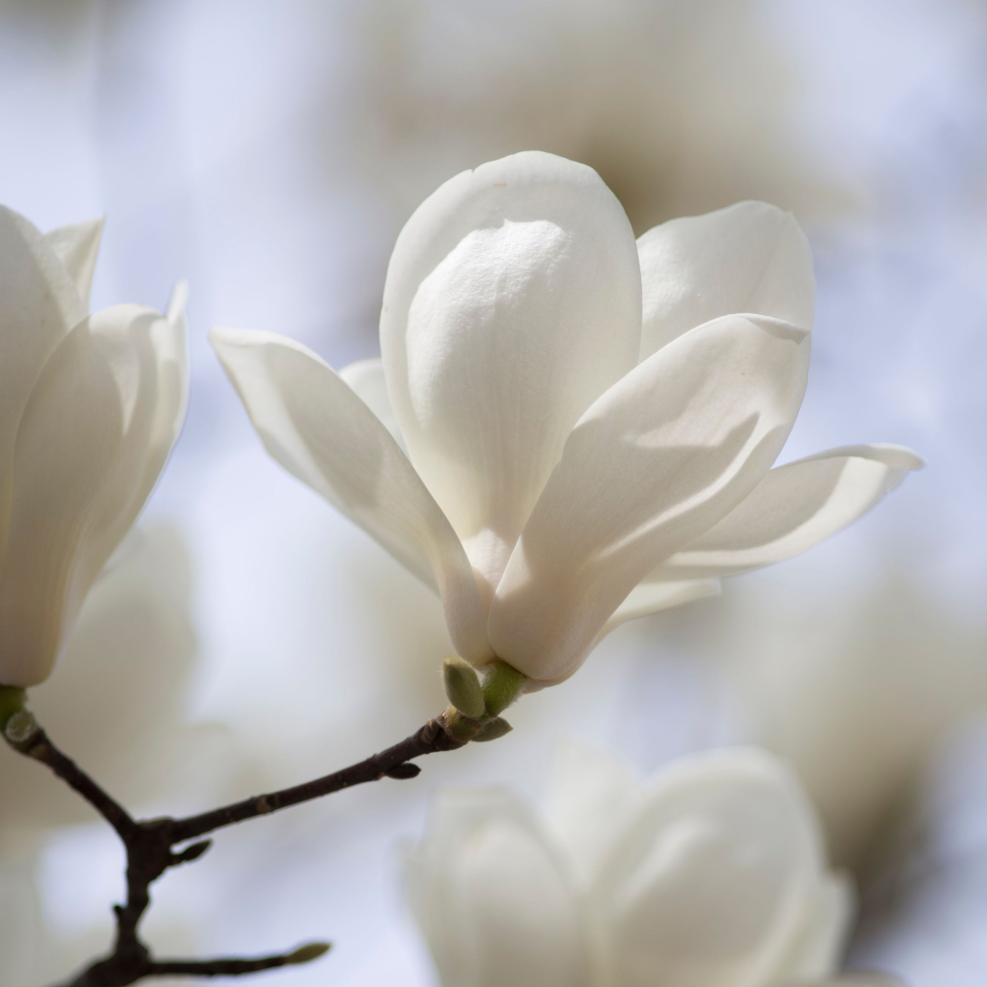 Magnolia Yulan