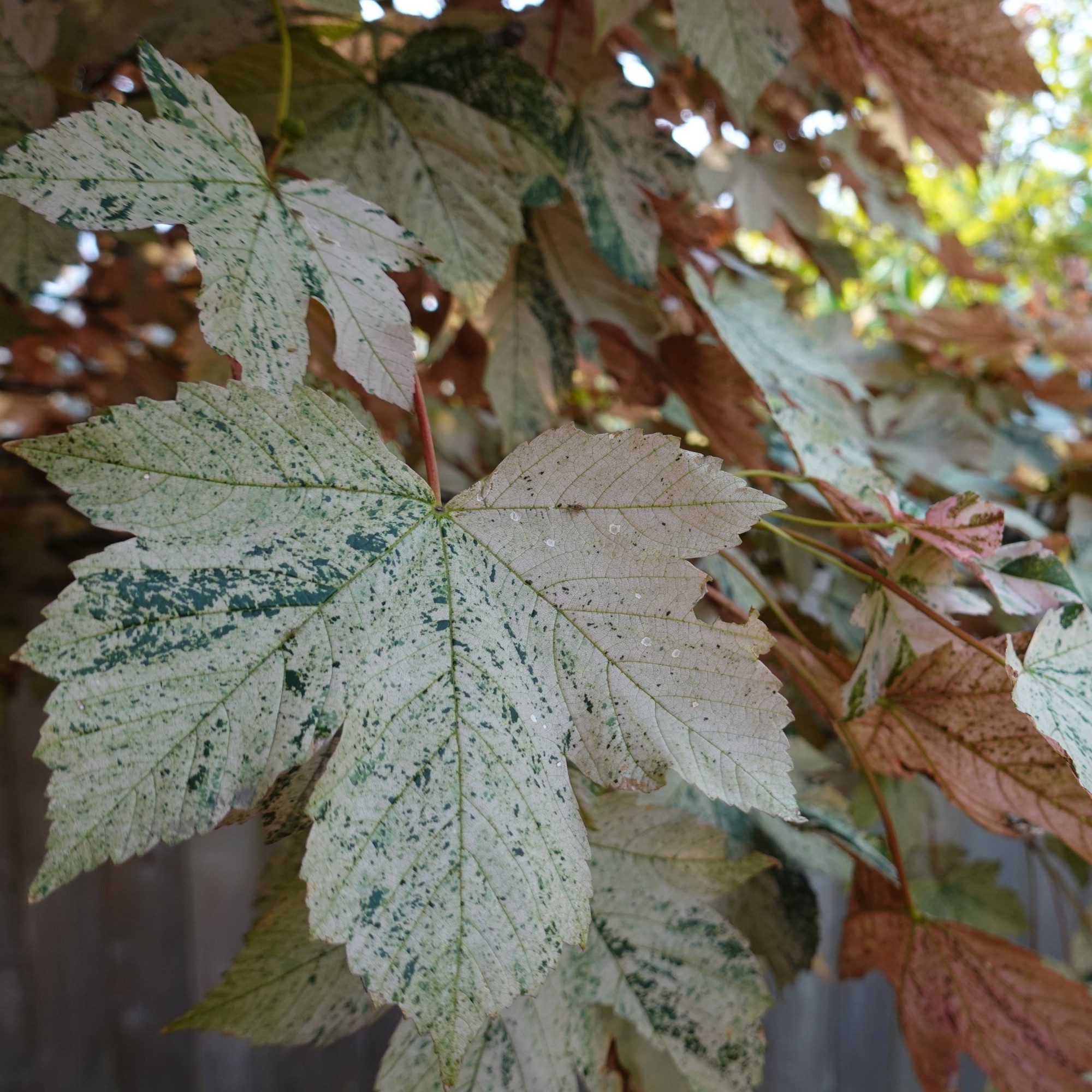 Acer pseudoplatanus Esk Sunset