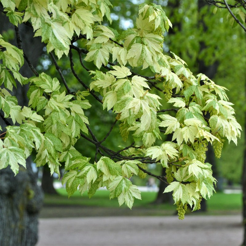 Acer pseudoplatanus Leopoldii