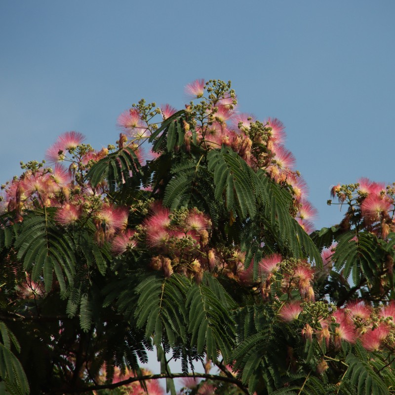Arbore de matase Ombrella