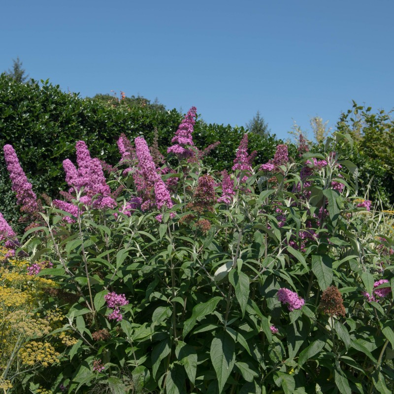 Buddleja Pink Delight
