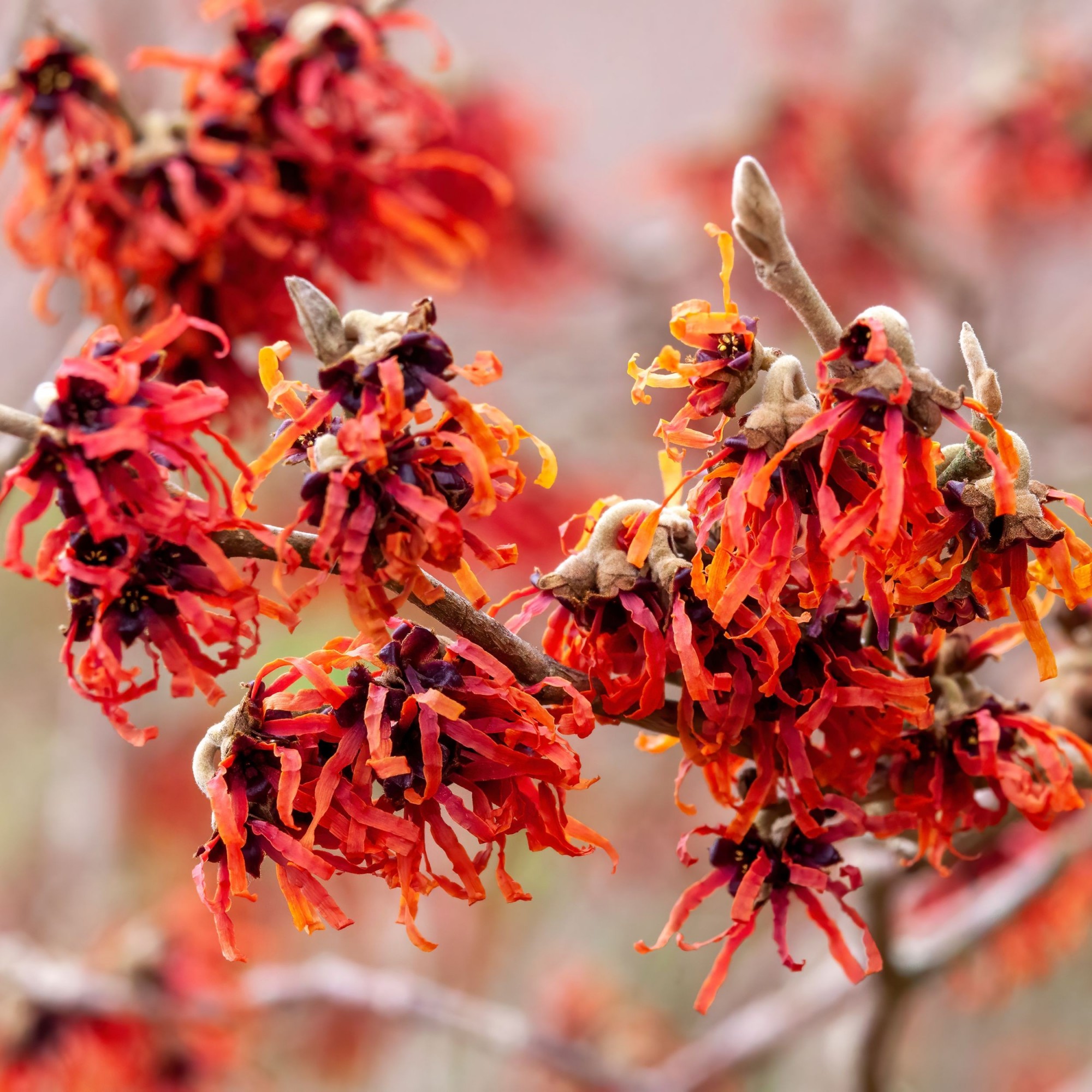 Hamamelis Diane 5481