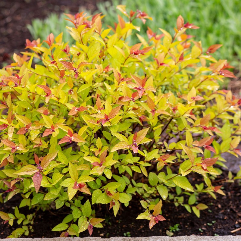 Spiraea Gold Flame
