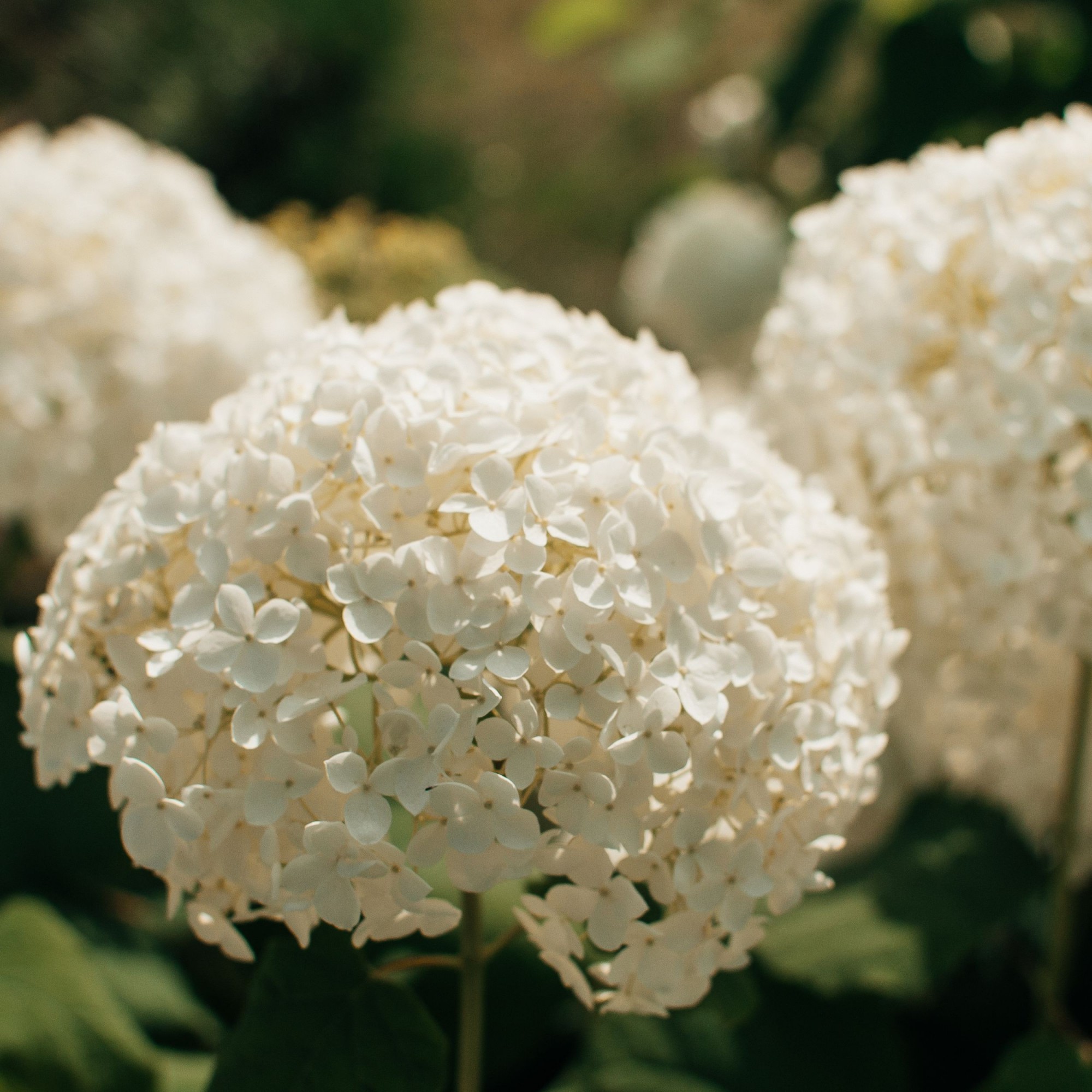 Viburnum opulus Compactum