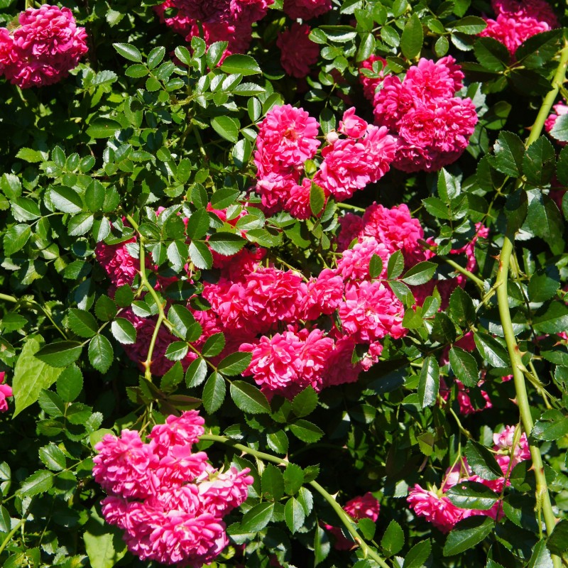 Super Excelsa - CATARATORI