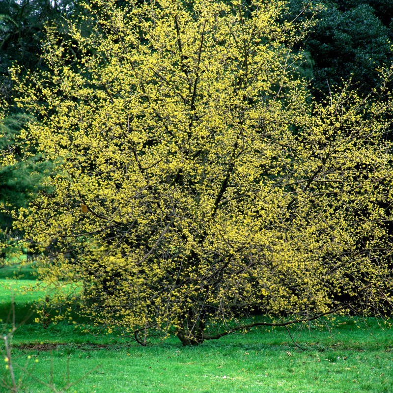 Cornus mas Kazanlak