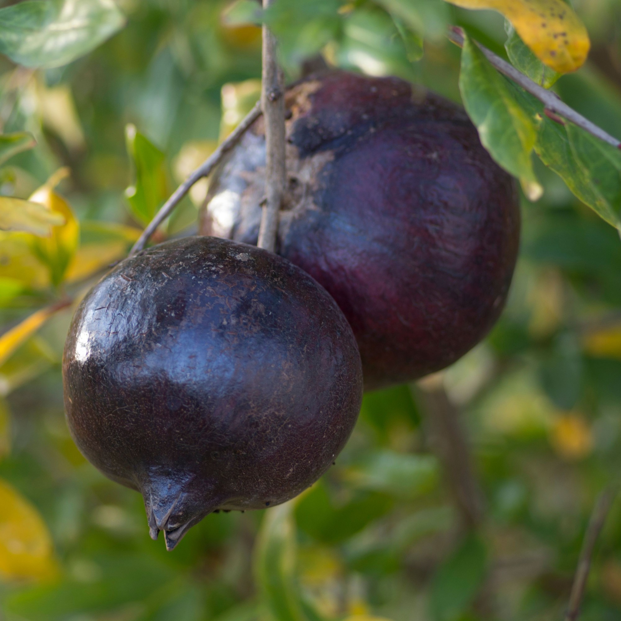 Punica granatum Fructe negre