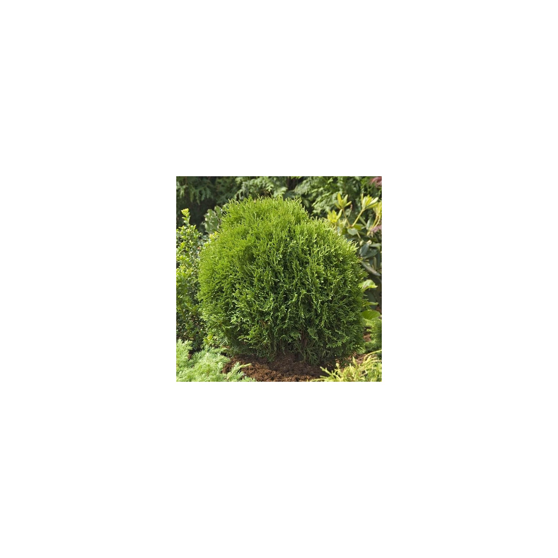 Tuie Verde Rotunda