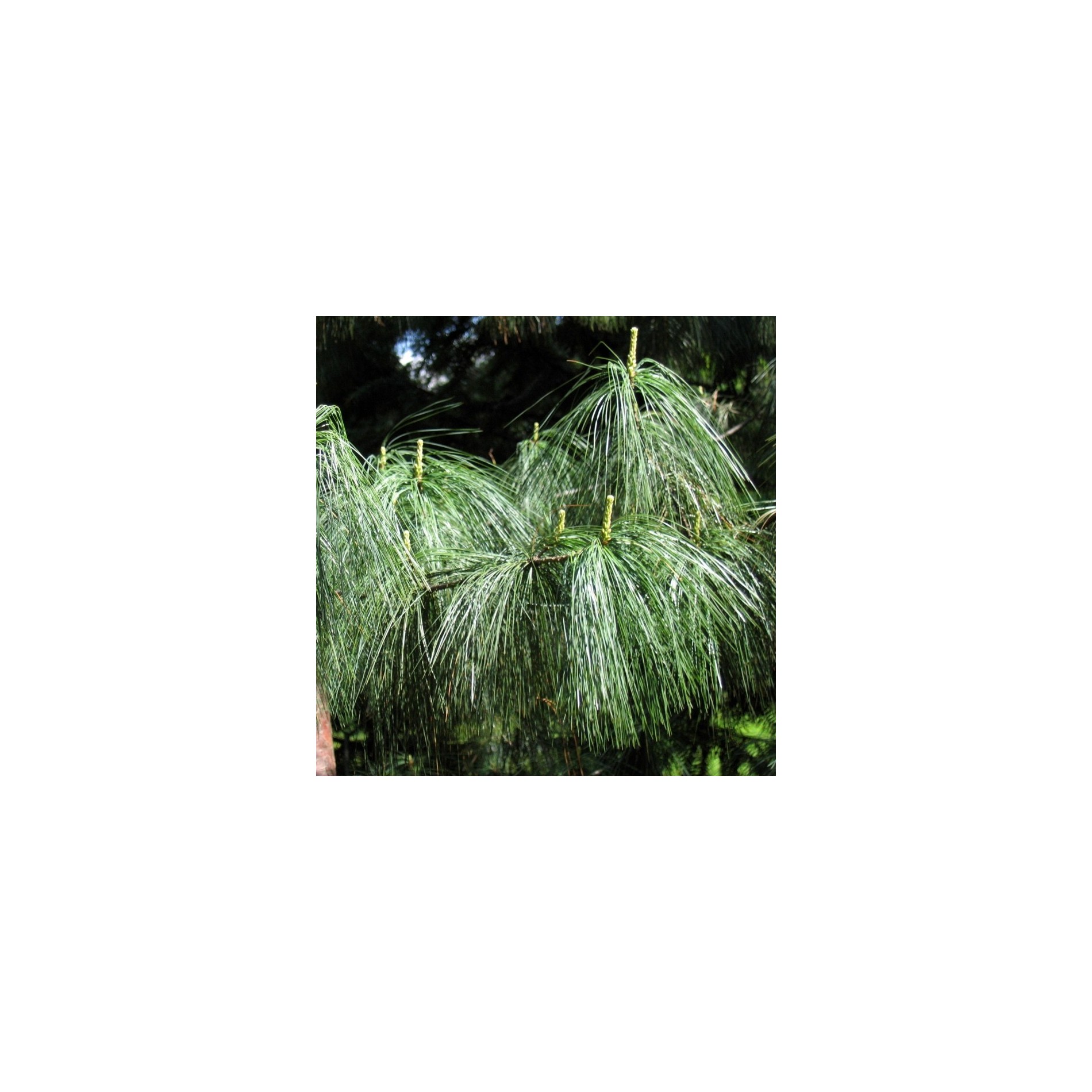Pin de Himalaya