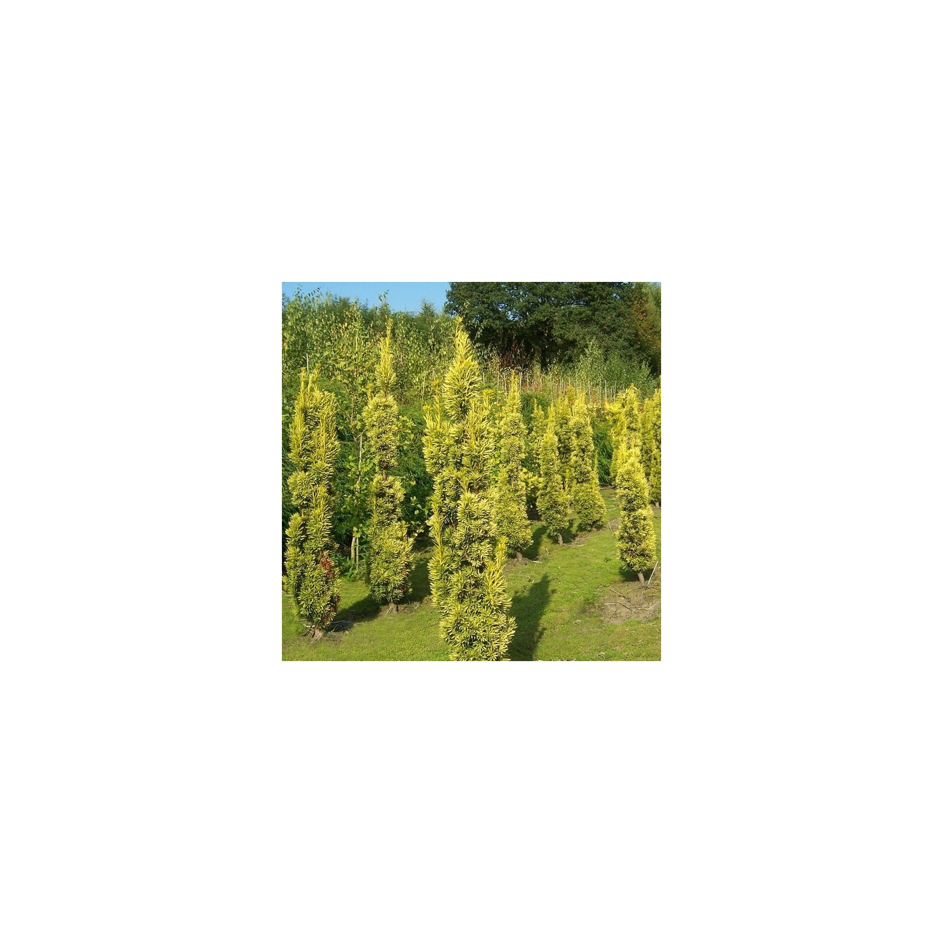 Tisa Fastigiata Aurea