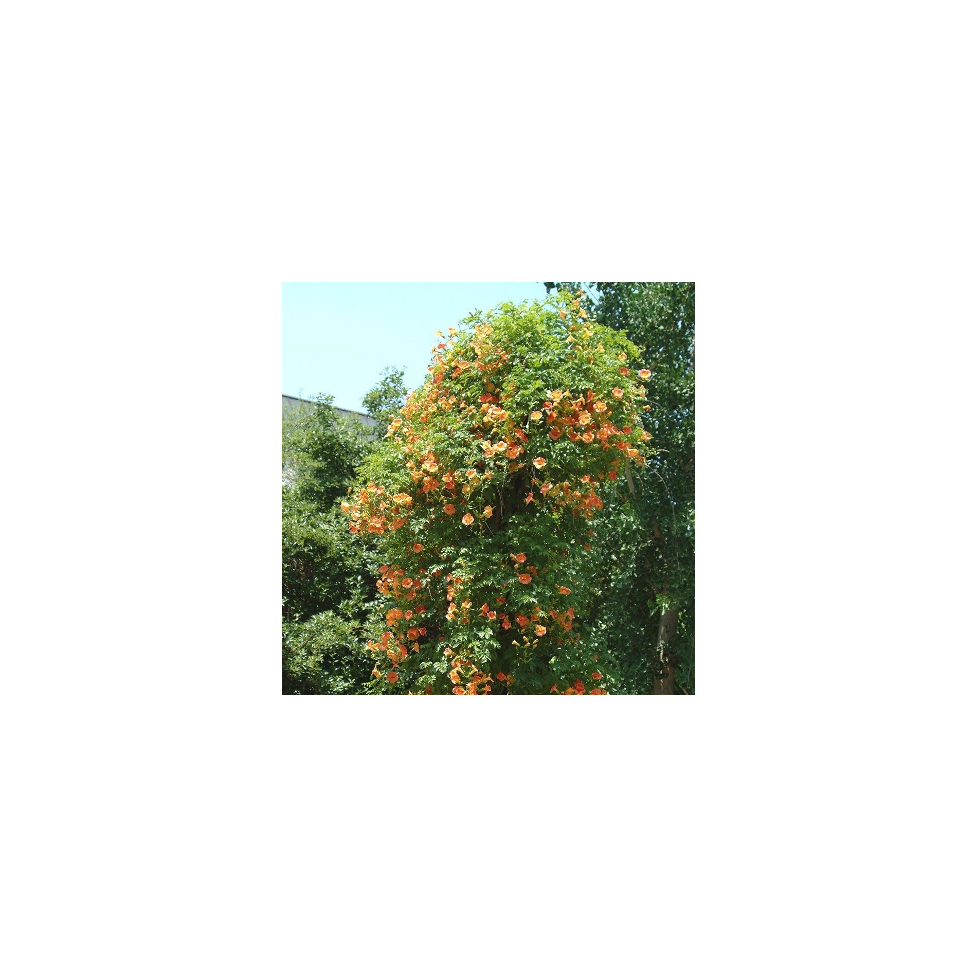 Trompeta Cataratoare