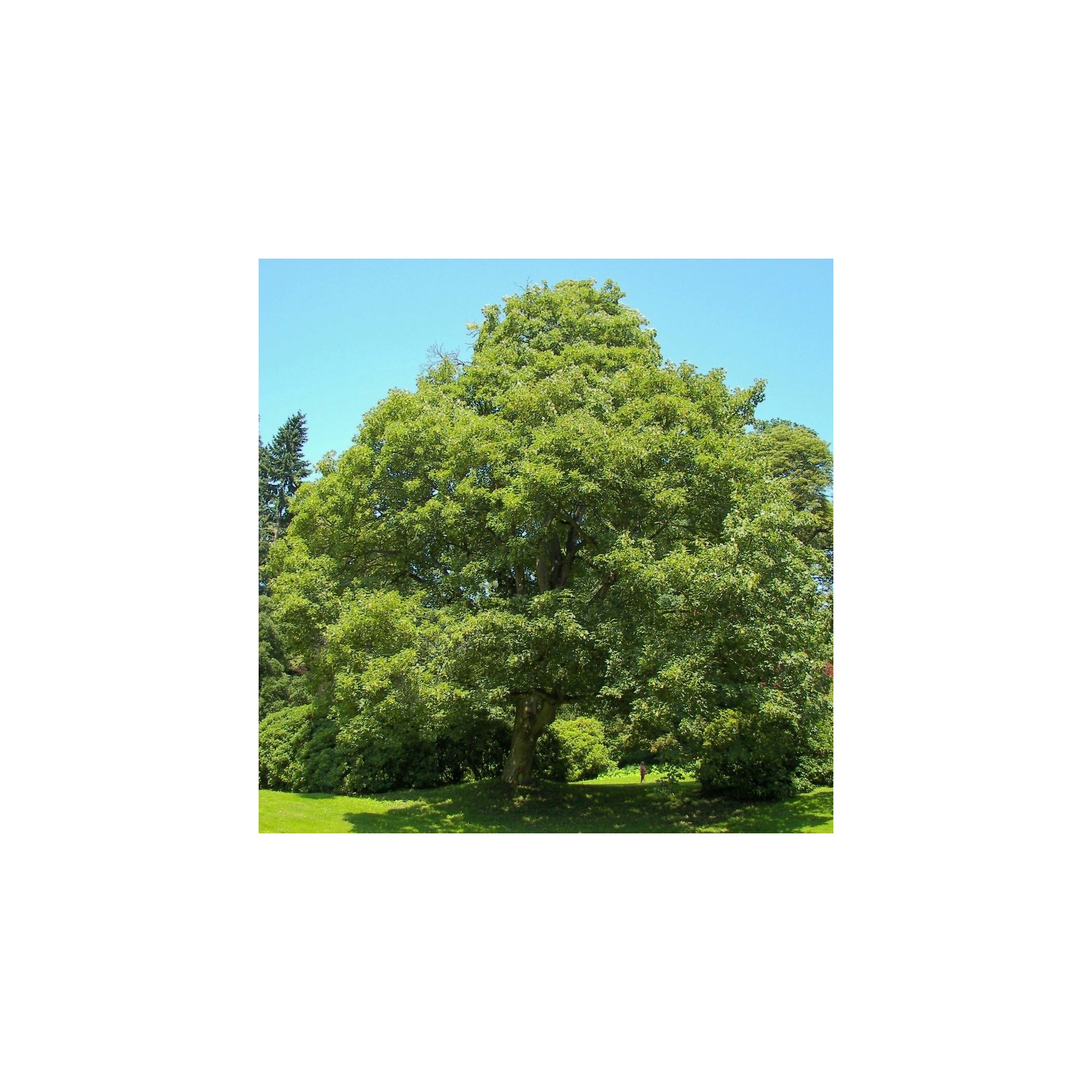 Paltin de munte