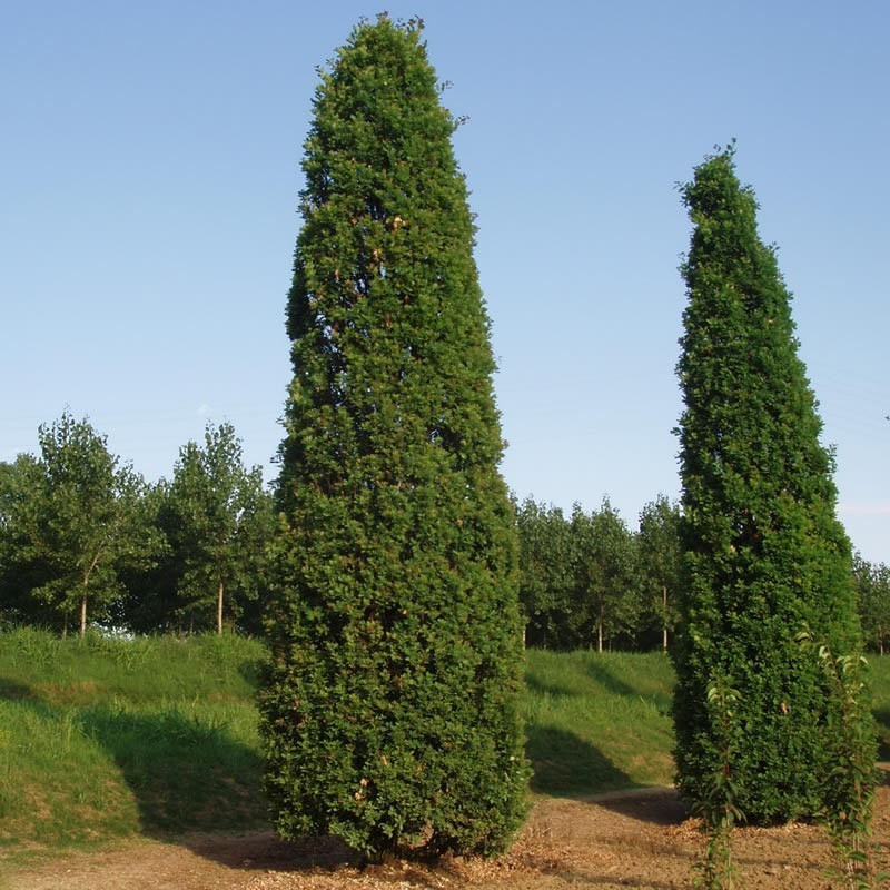 Stejar Fastigiata koster