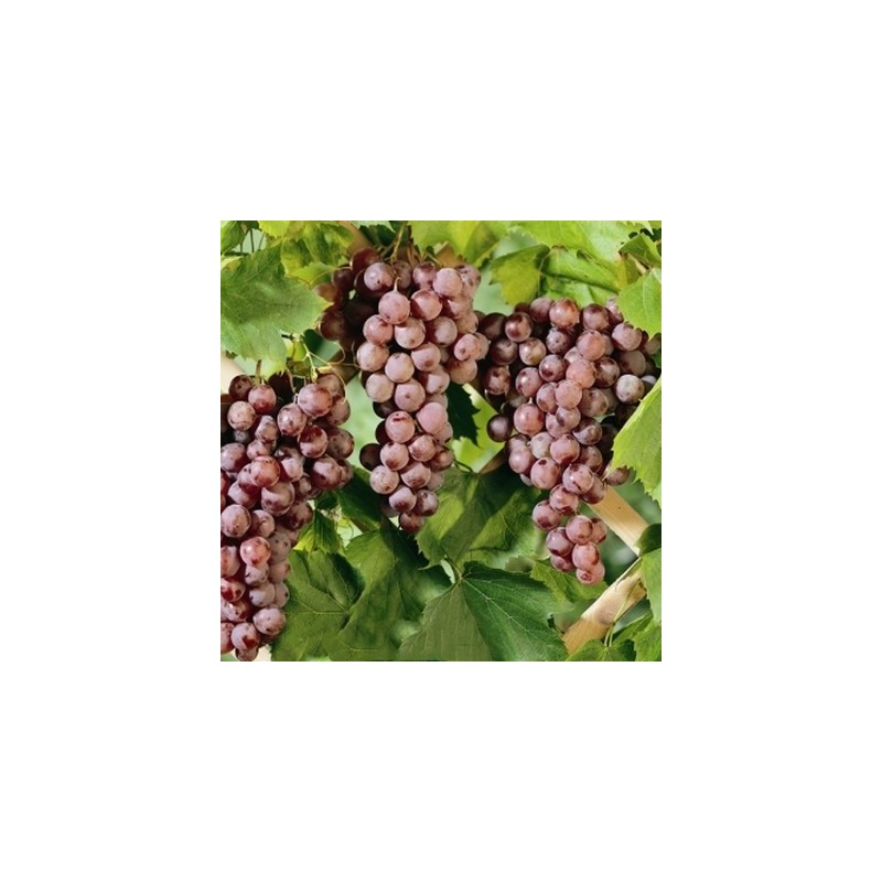 Vita de vie Alba de vin Aromata de Cserszeg