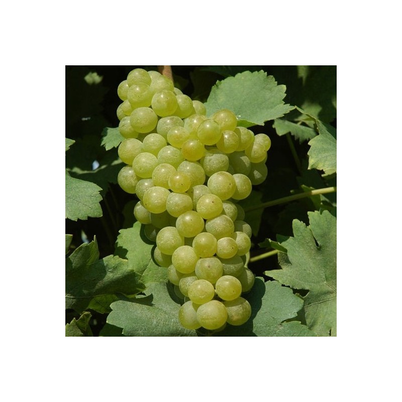 Vita de vie Alba de vin Muscat Ottonel