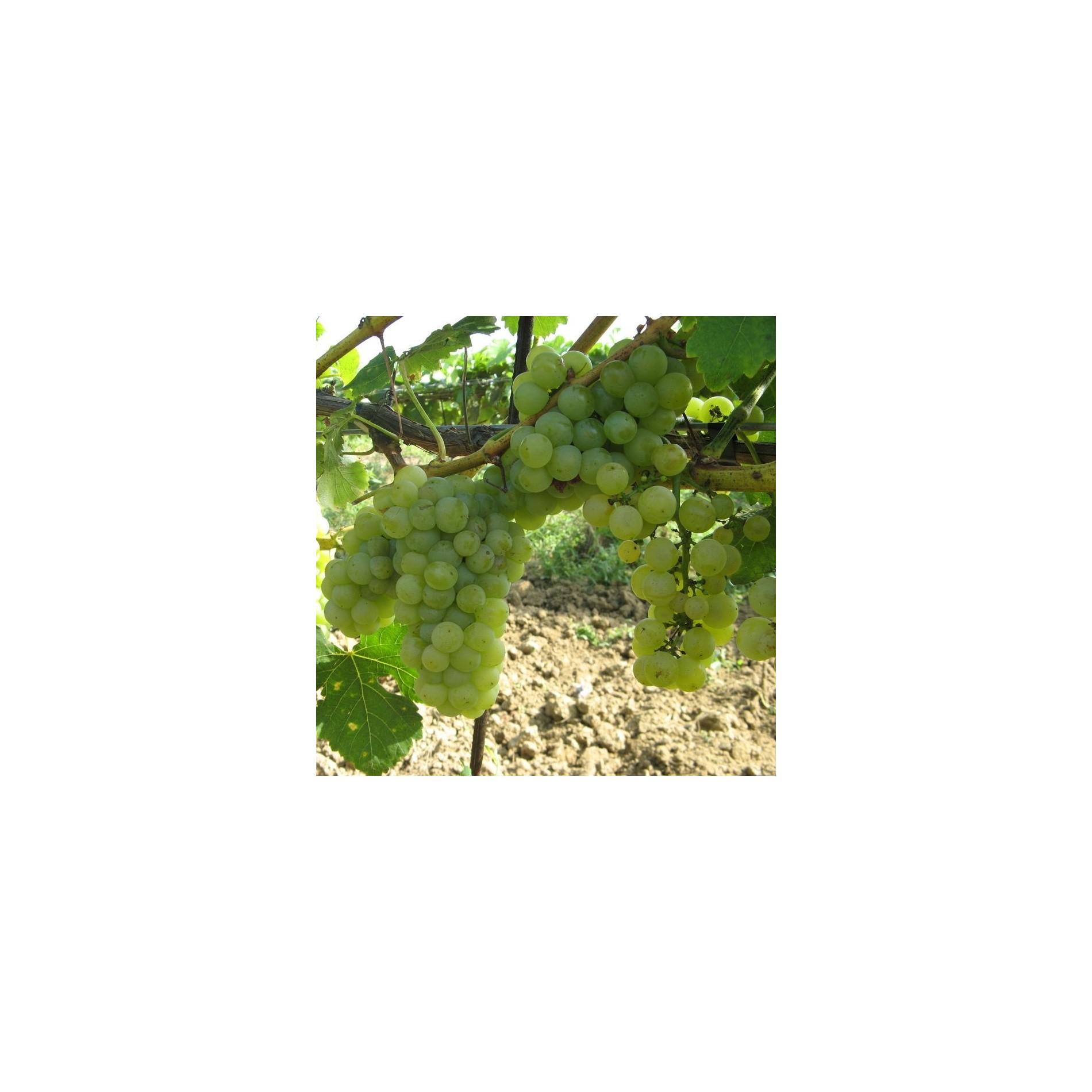 Vita de vie Alba de vin Muscat Ottonel