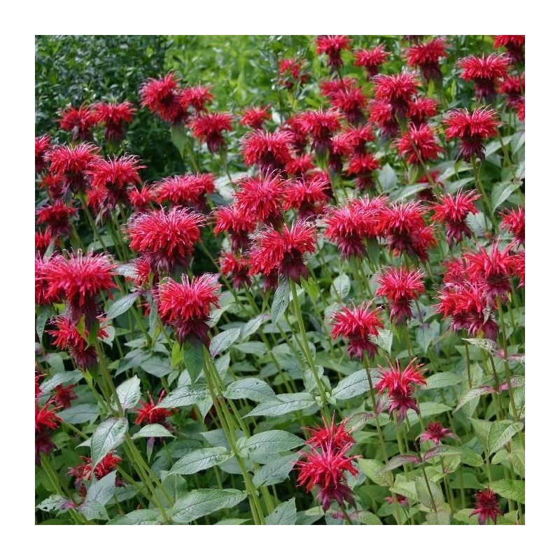 Monarda Cambridge Scarlet