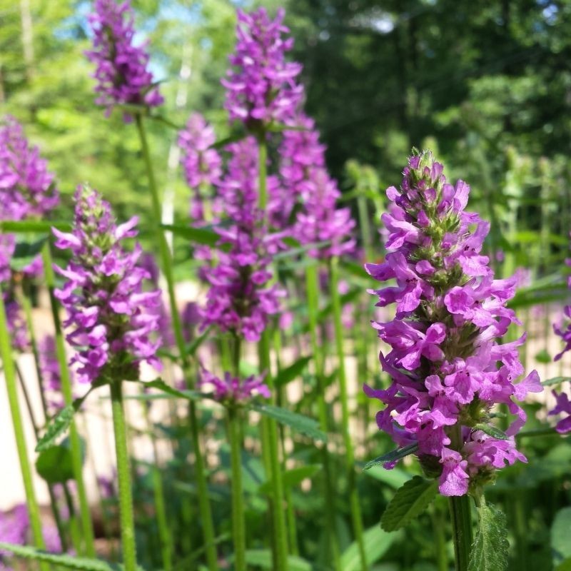 Stachys monieri Hummelo