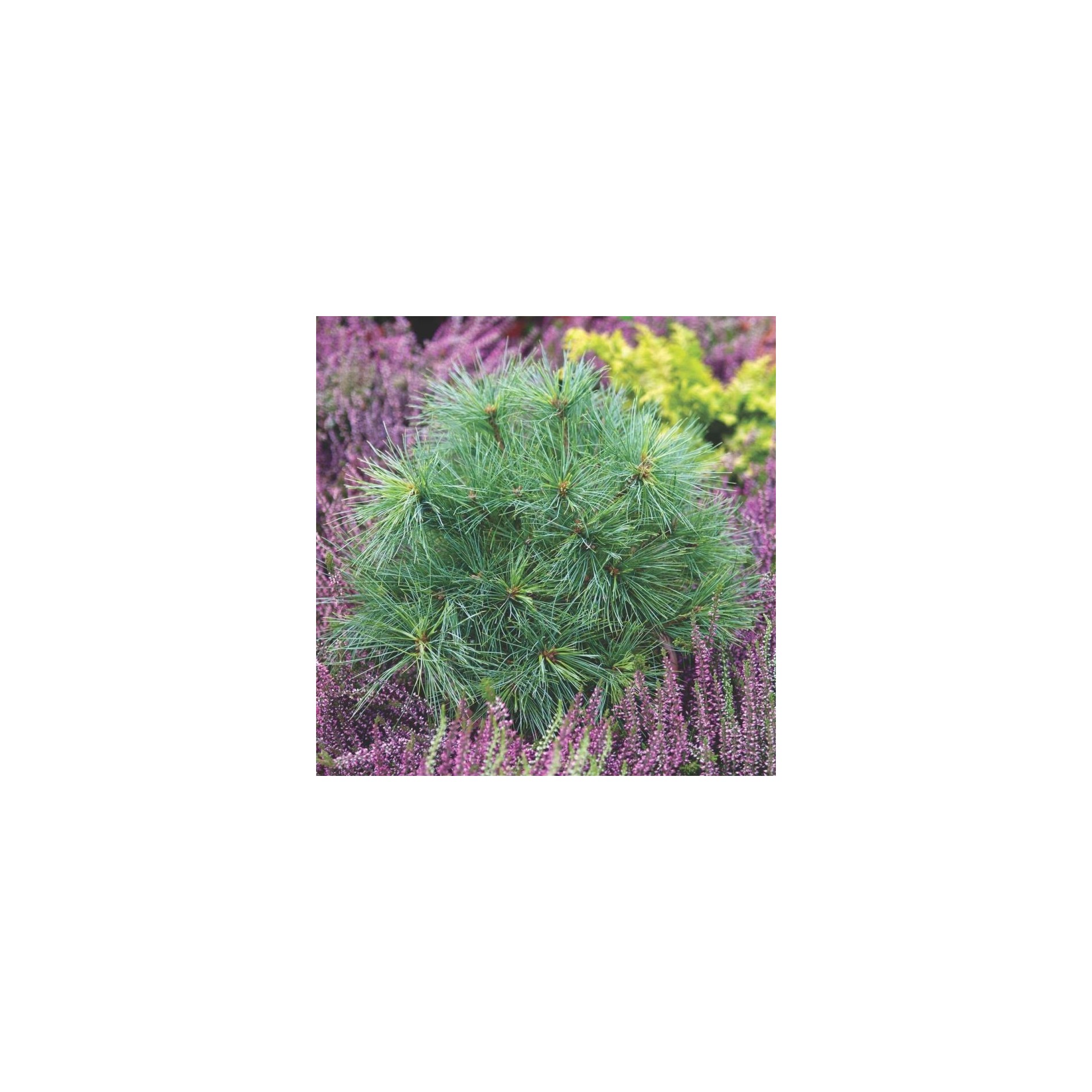 Pin neted Radiata
