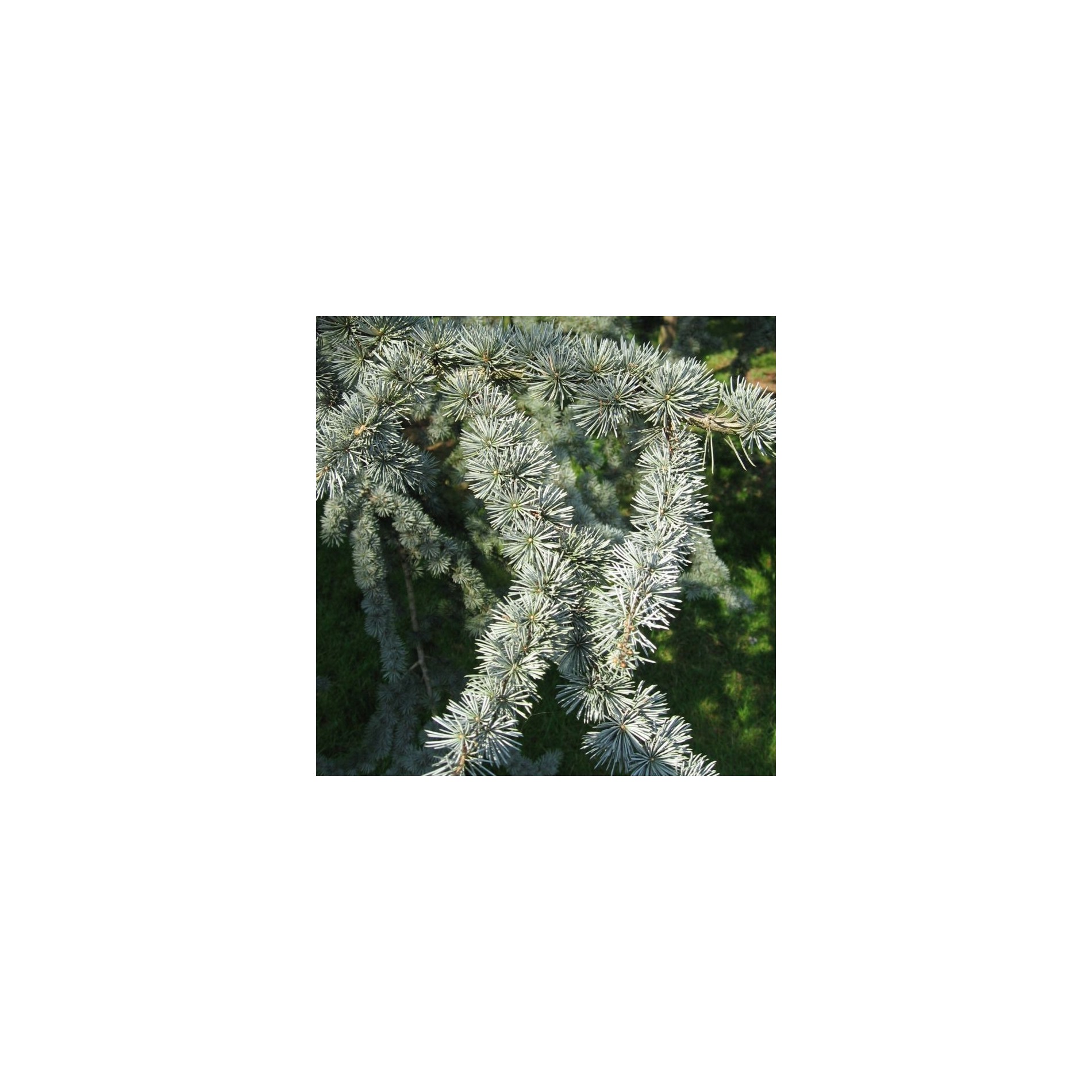 Cedru libanez Glauca