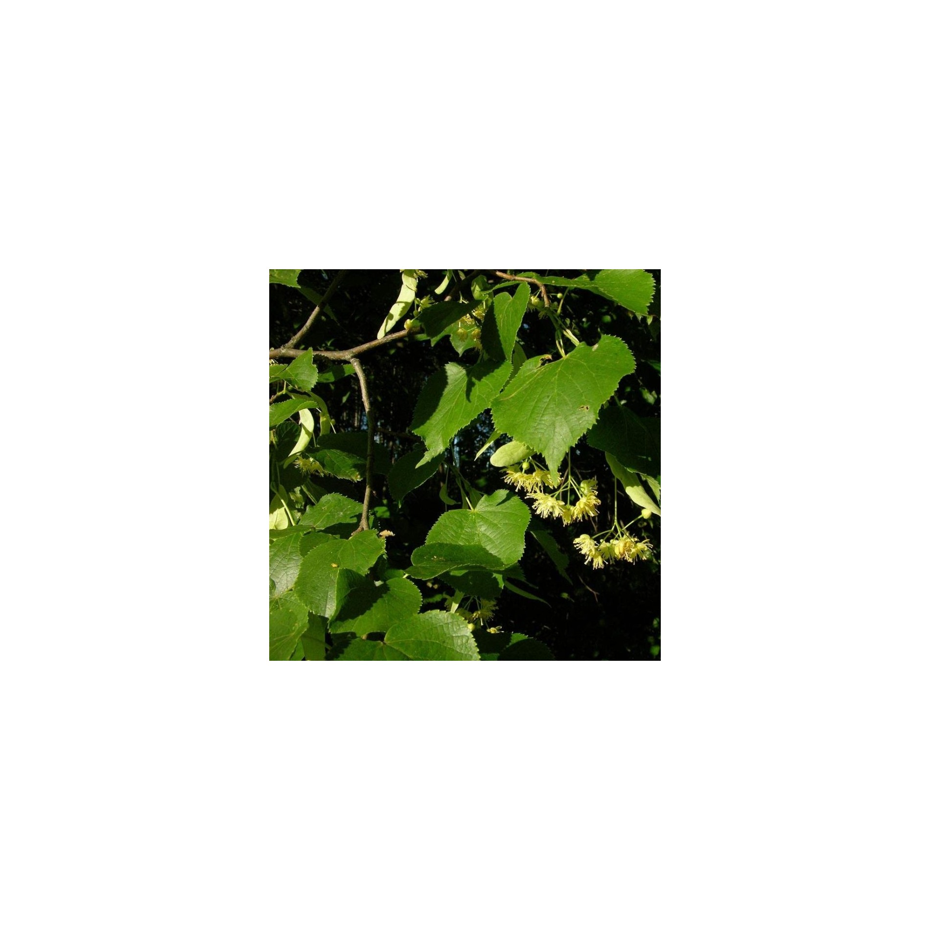 Tei european Euchlora
