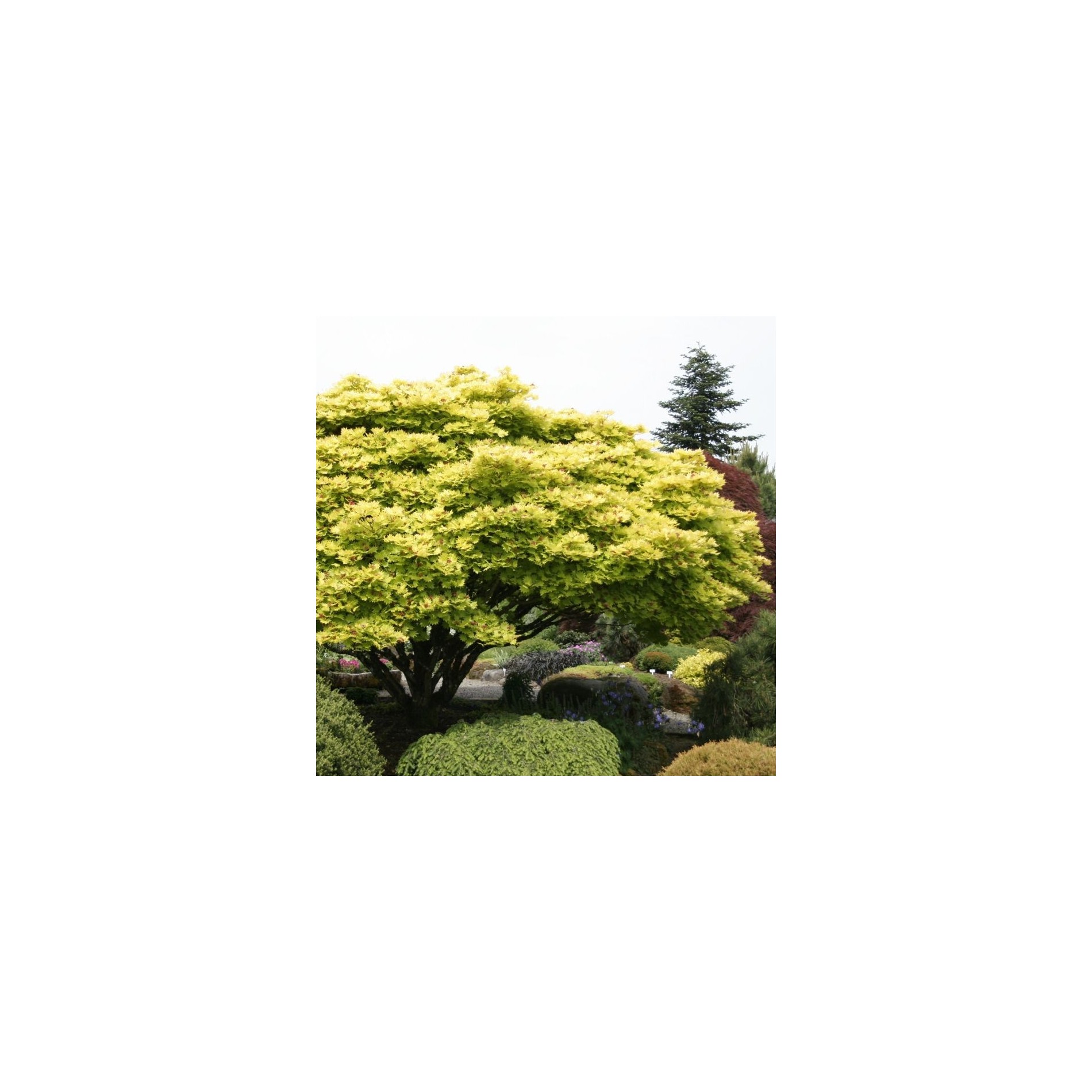 Artar Japonez Auriu