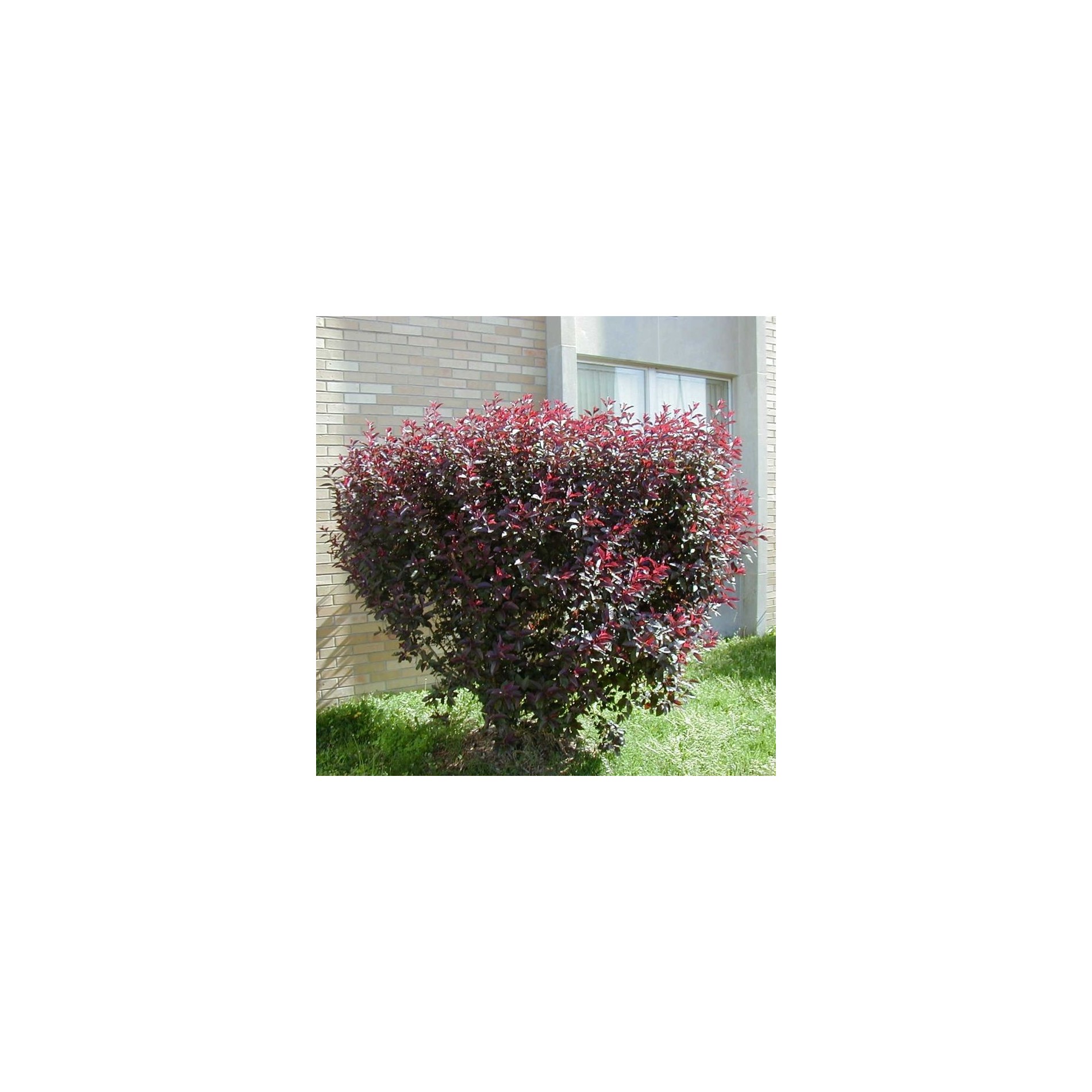 Prun decorativ pitic