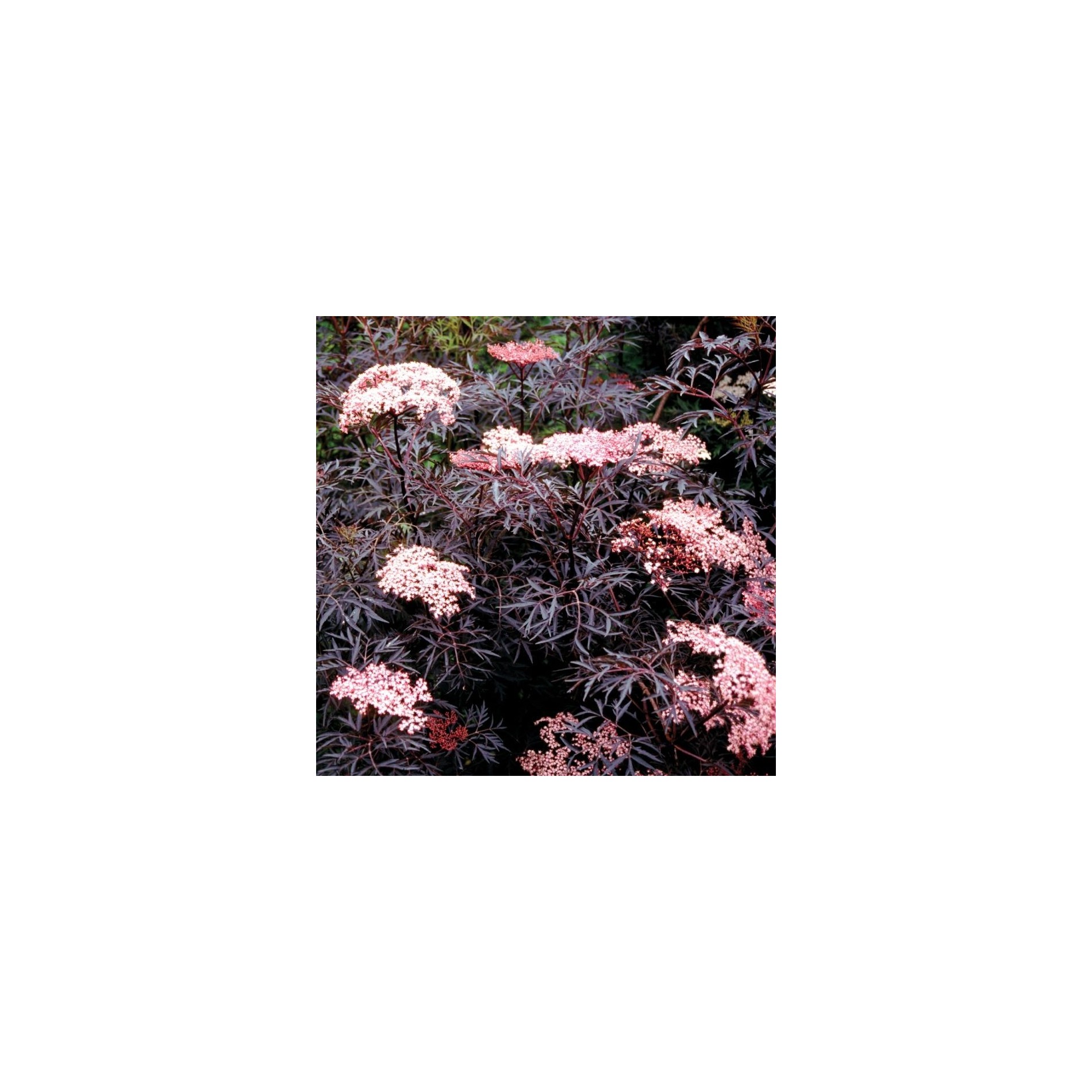 Soc negru Black Lace