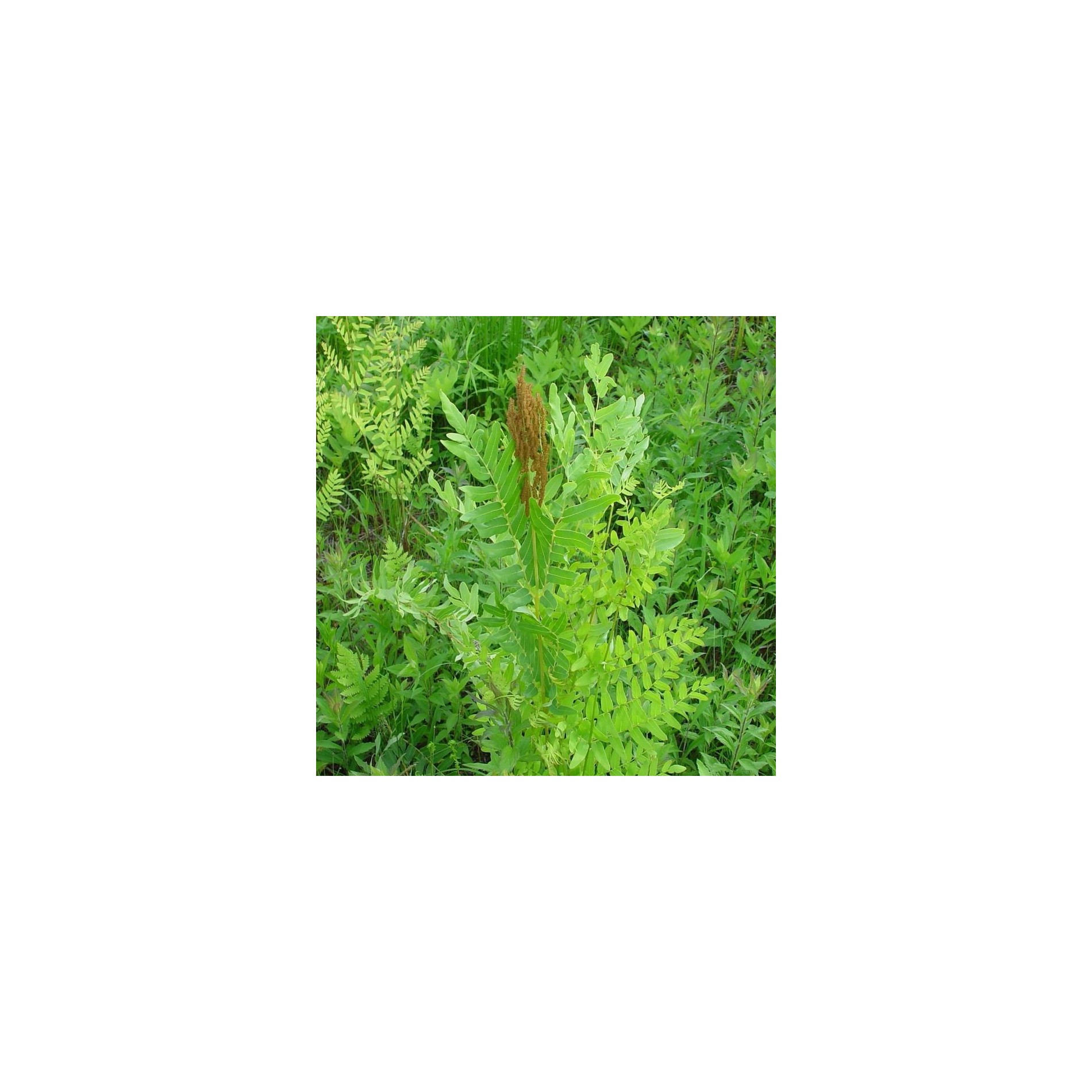 Feriga paniculata Osmunda regalis