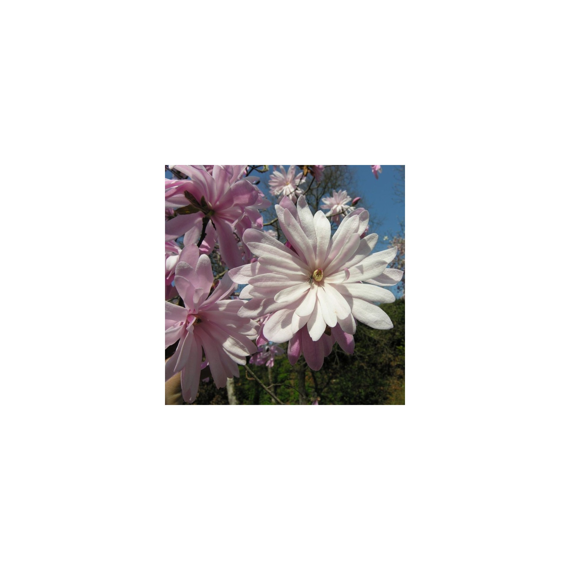 Magnolia stellata Rosea