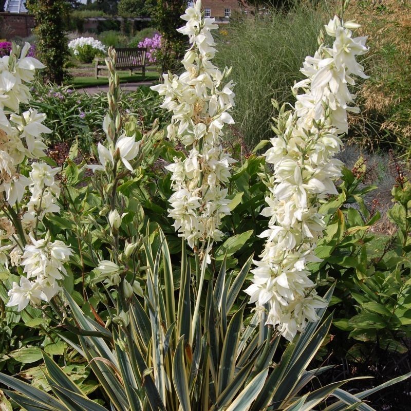 Yucca de gradina Bright Edge