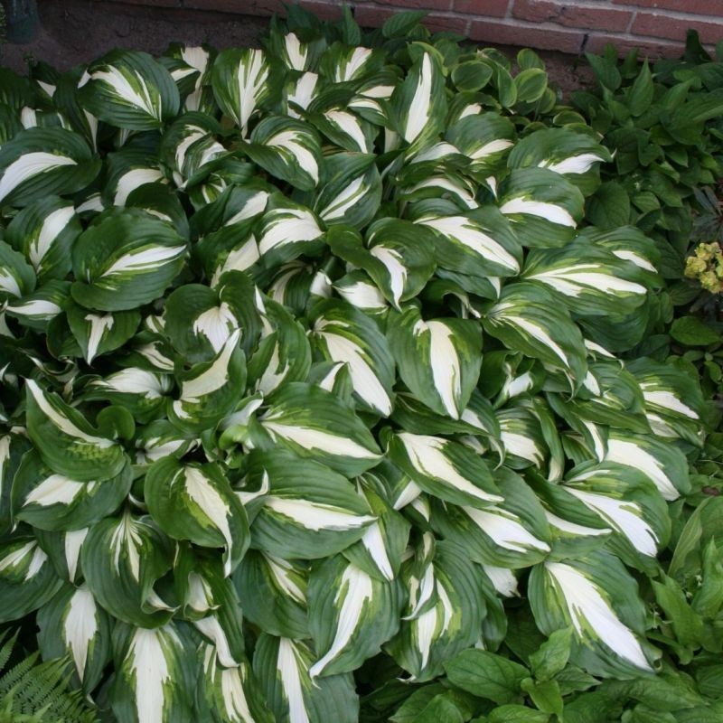 Hosta undulata Univittata