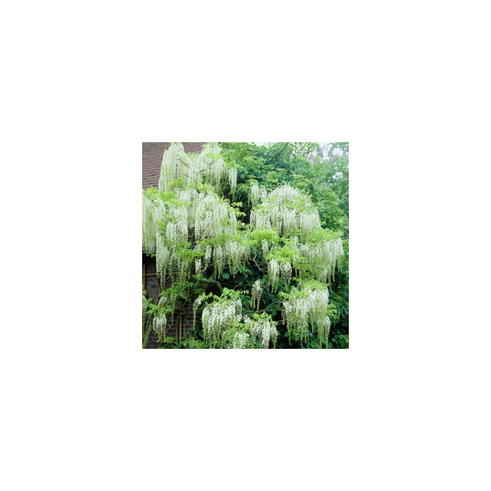 Glicina Wisteria floribunda Alba