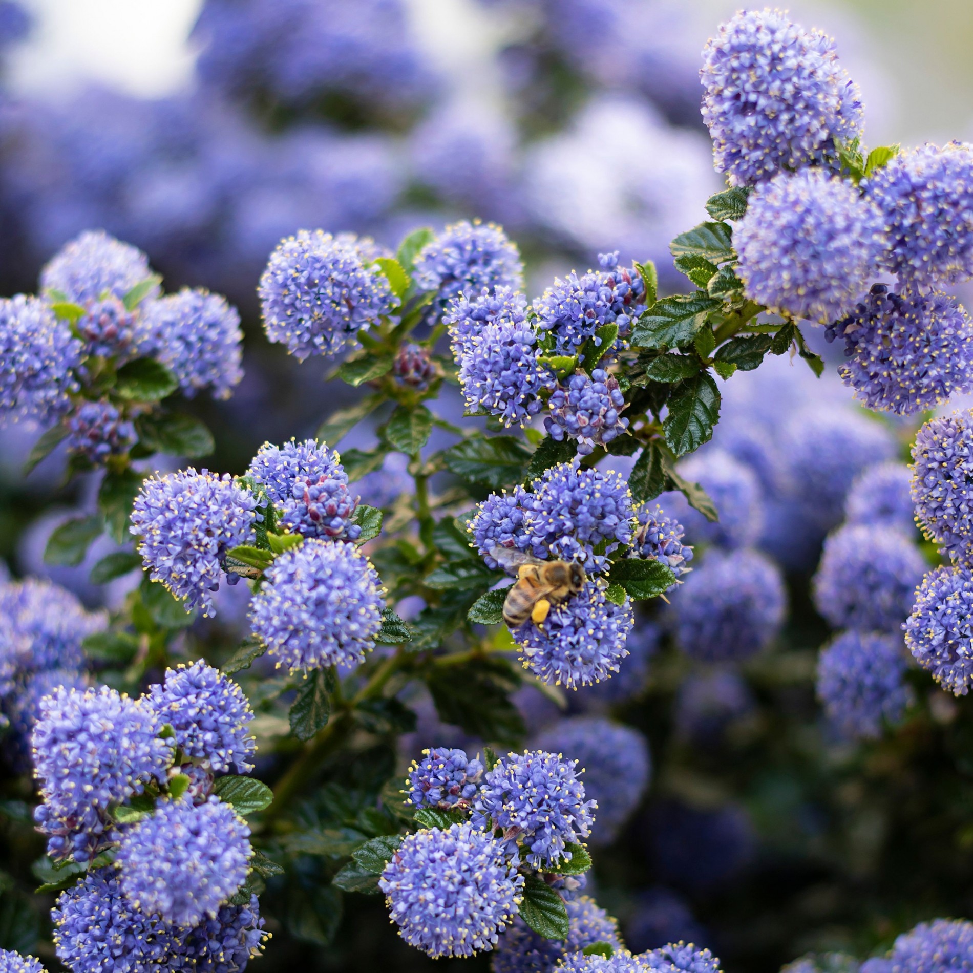 Arbust Ceanothus thyrsiflorus repens