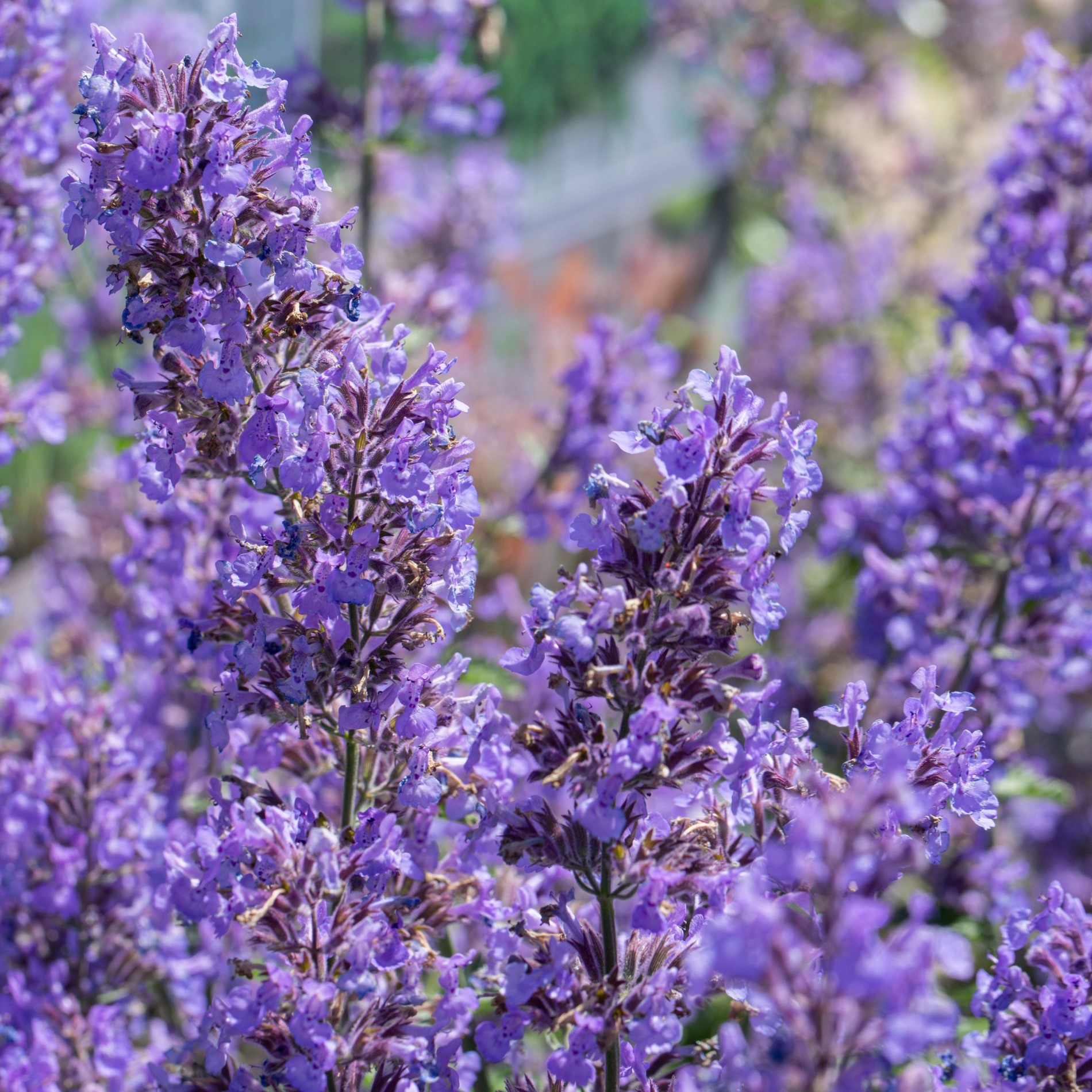 Menta Pisicii Nepeta faassenii