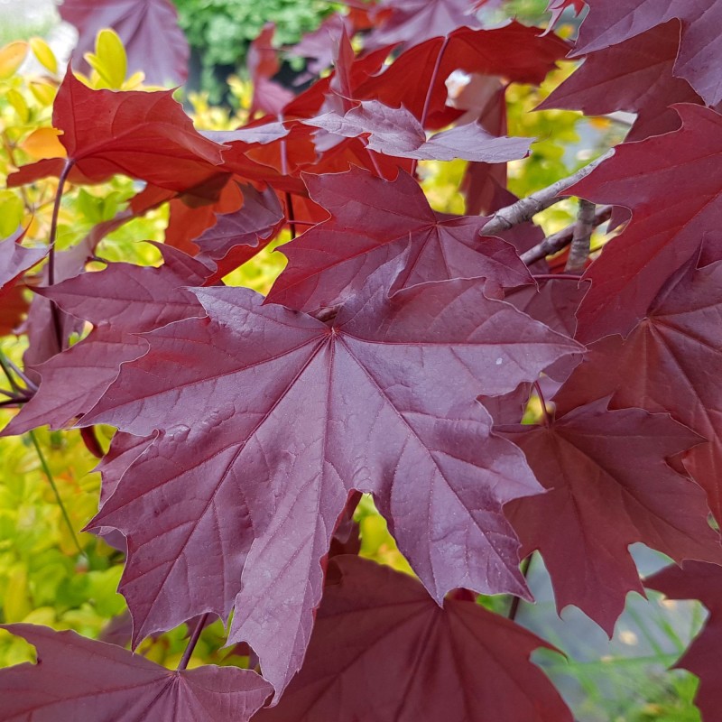 Artar Norvegian Purpuriu