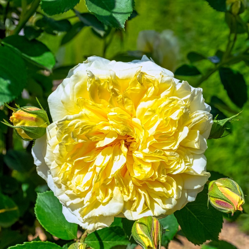 Albéric Barbier ISTORICI