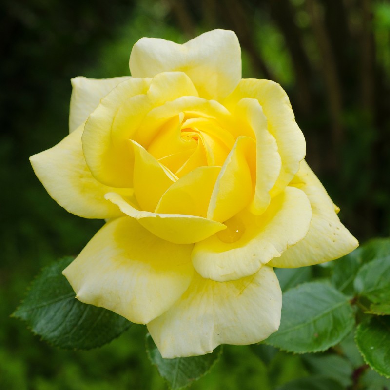 Deliciul de aur PENTRU STRATURI