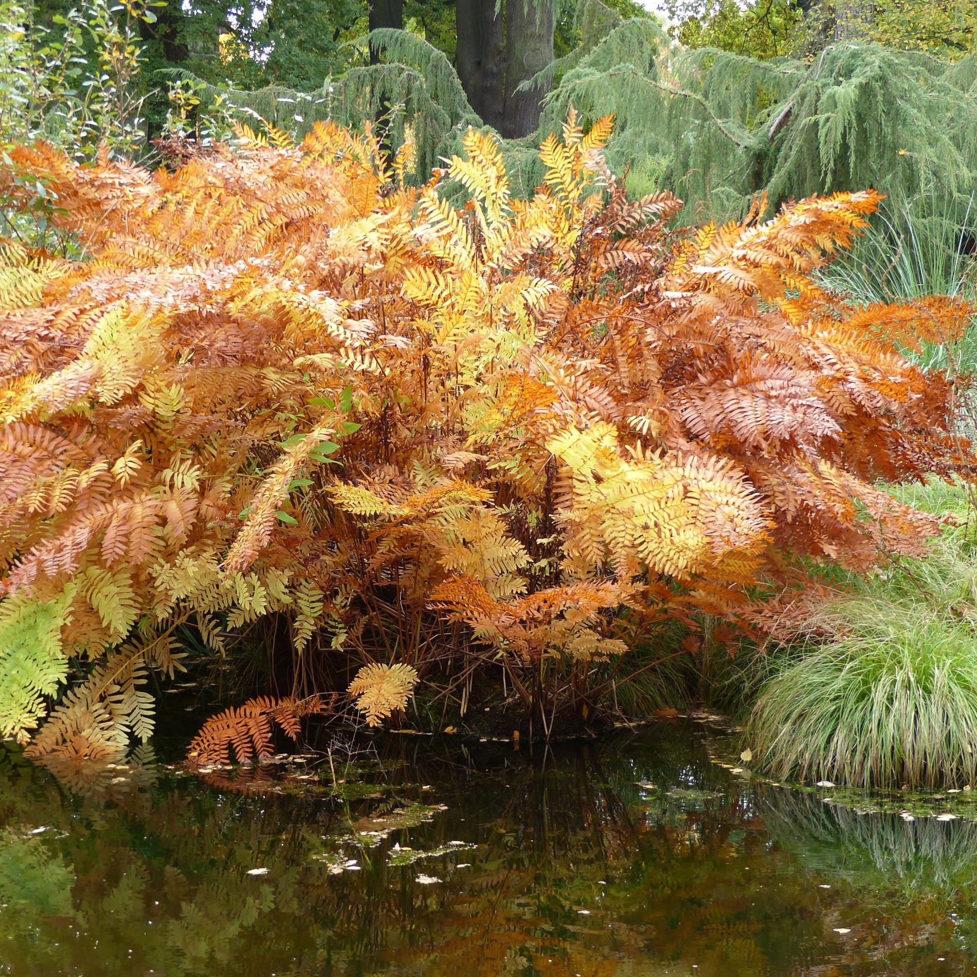 Osmunda regalis Purpurescens
