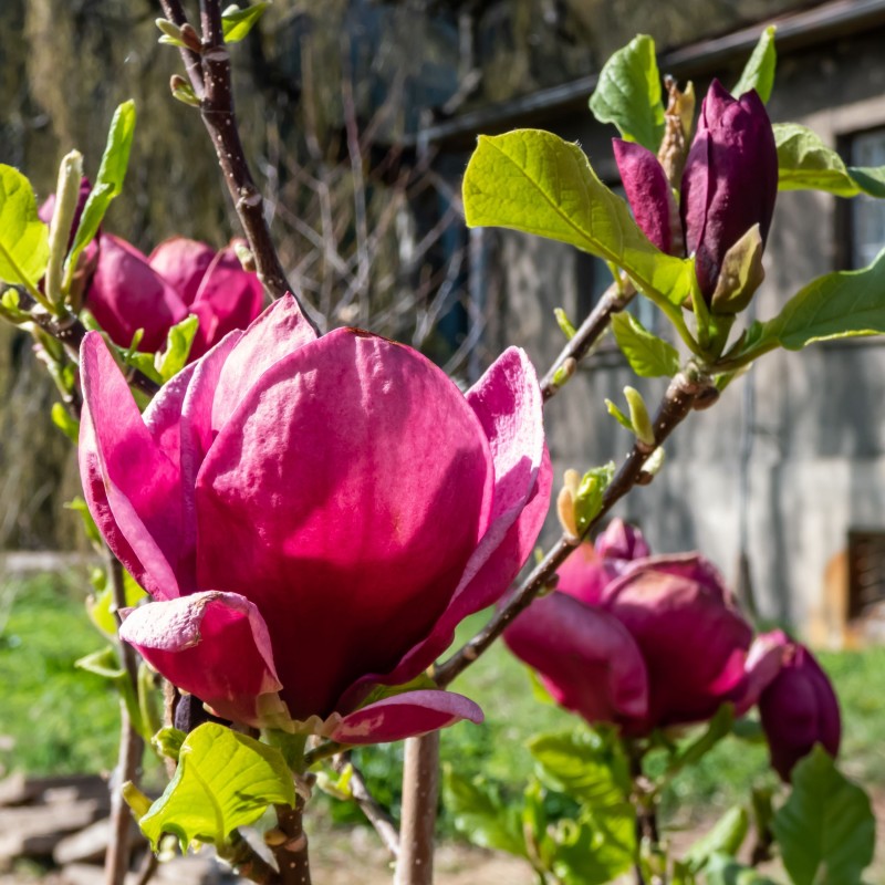 Magnolia Genie