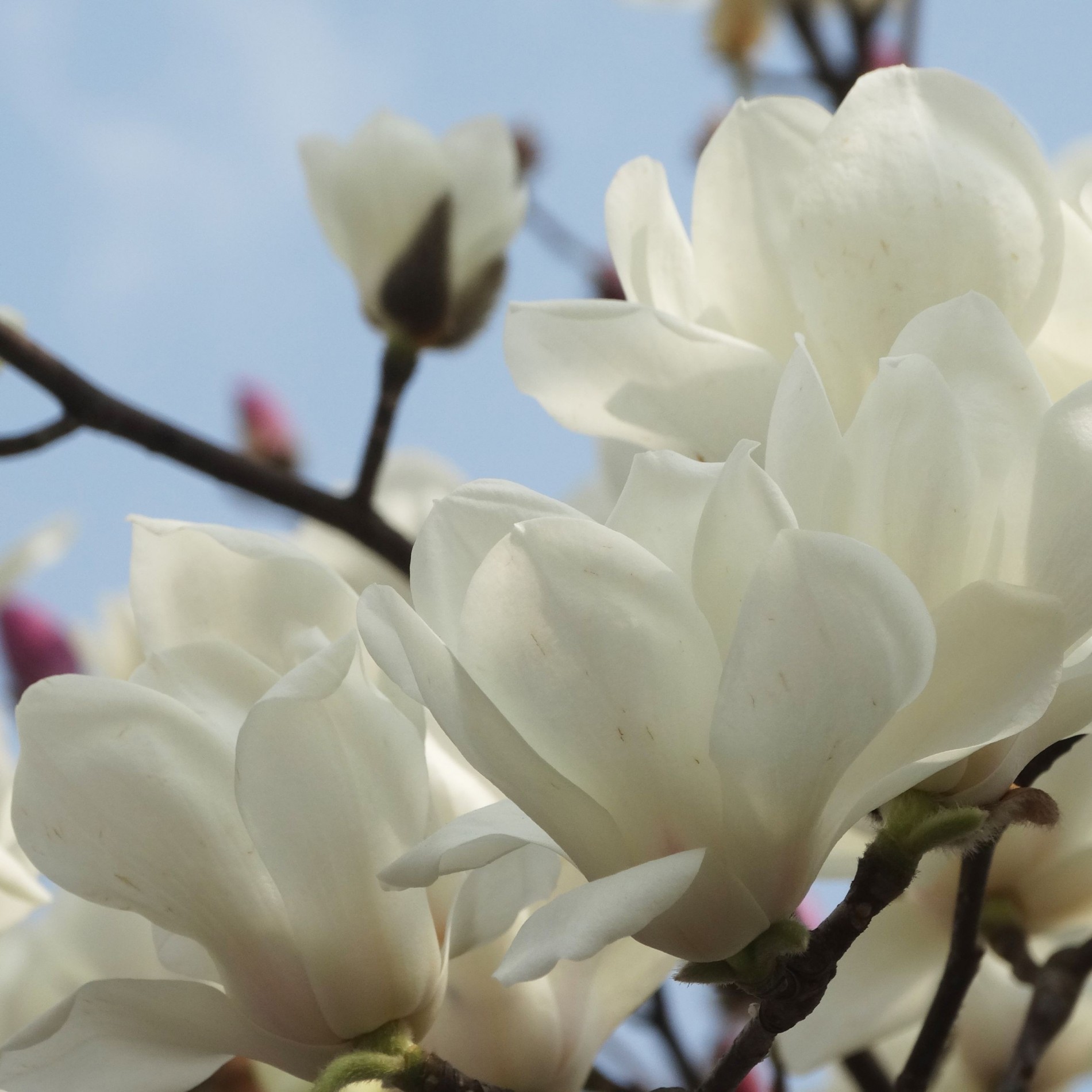 Magnolia Yulan