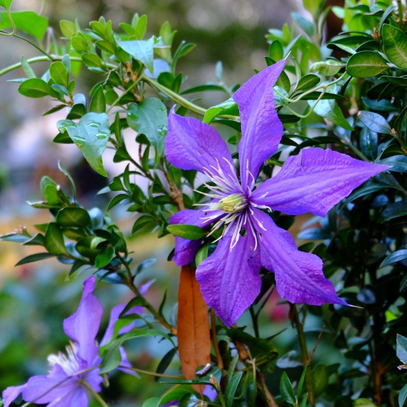 Clematita Polish Spirit